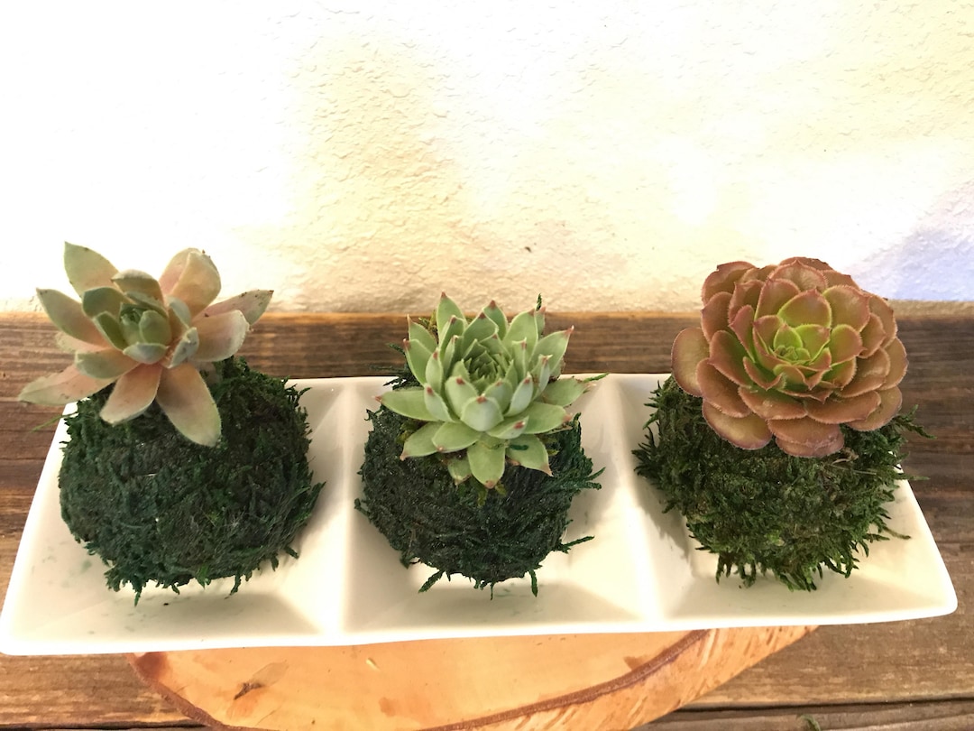 Mini Succulents Kokedama - Lowest Price If You Buy Three! Available ...