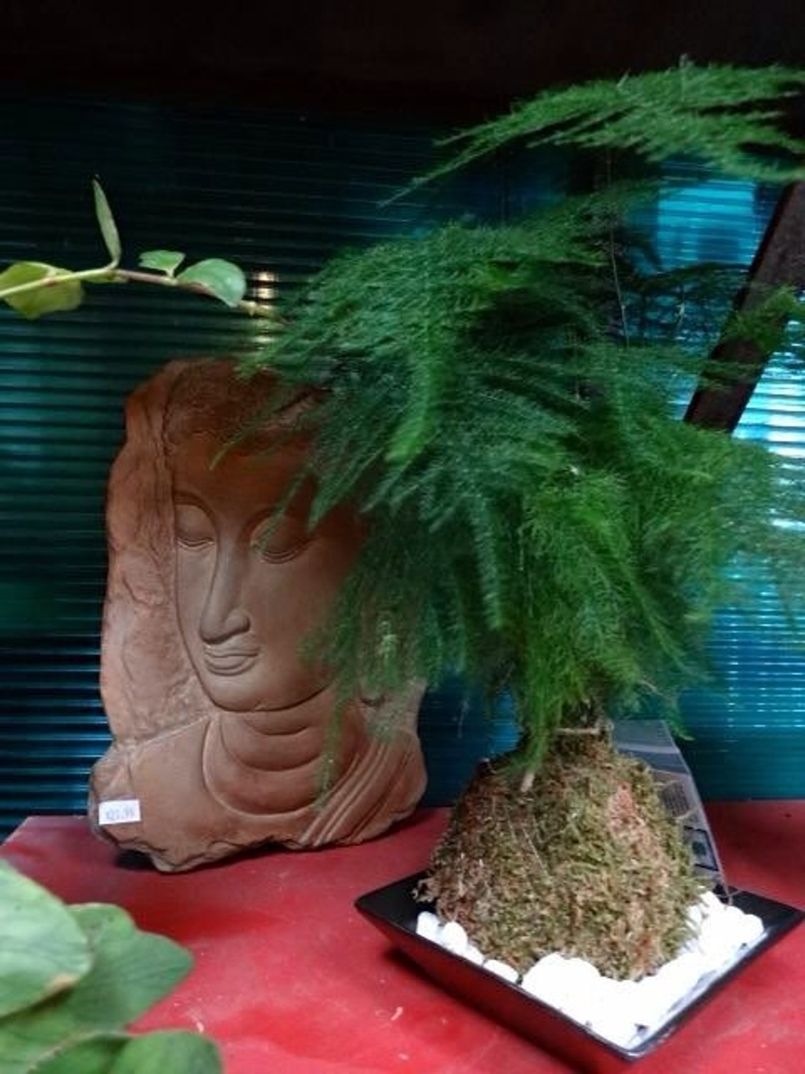 Medium Size Asparagus Fern Kokedama Bonsai Moss Ball | Etsy