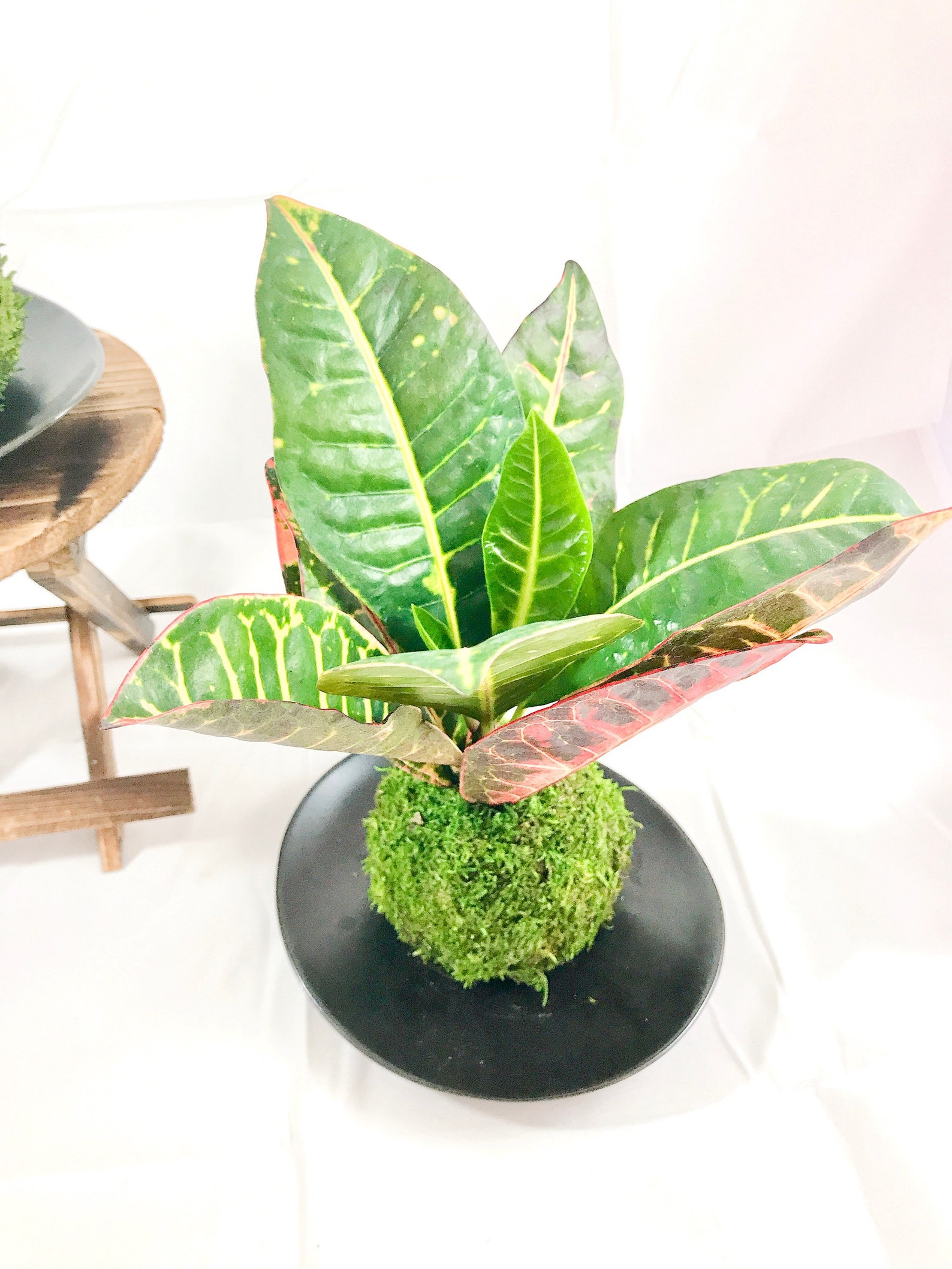 Croton Petra Kokedama - Moss Ball With Colorful Croton Petra. - Etsy