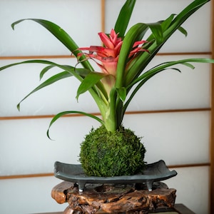 Kokedama - Moss Ball, Lovely Pink Bromeliad, Guzmania! - Etsy