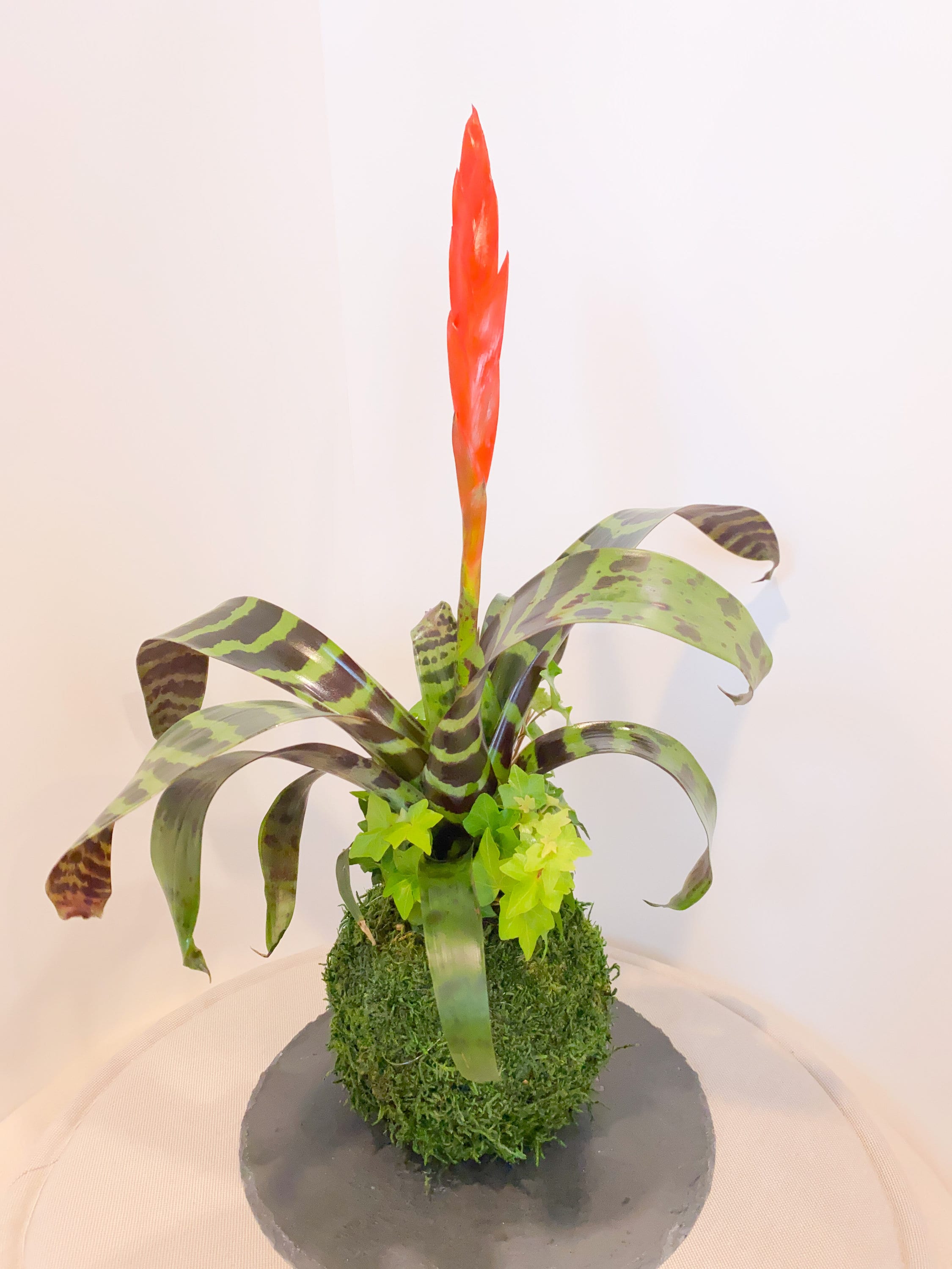 Kokedama - Moss Ball With Exotic Bromeliad Vriesea With Ivy Arrangement ...
