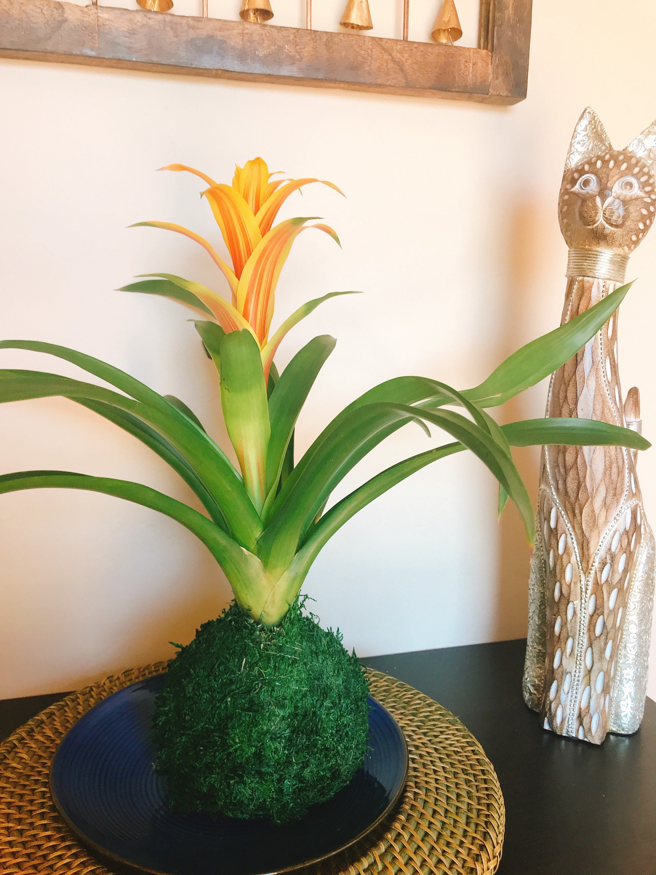 Bromeliad Kokedama Moss Ball Lovely Yellow and Orange | Etsy
