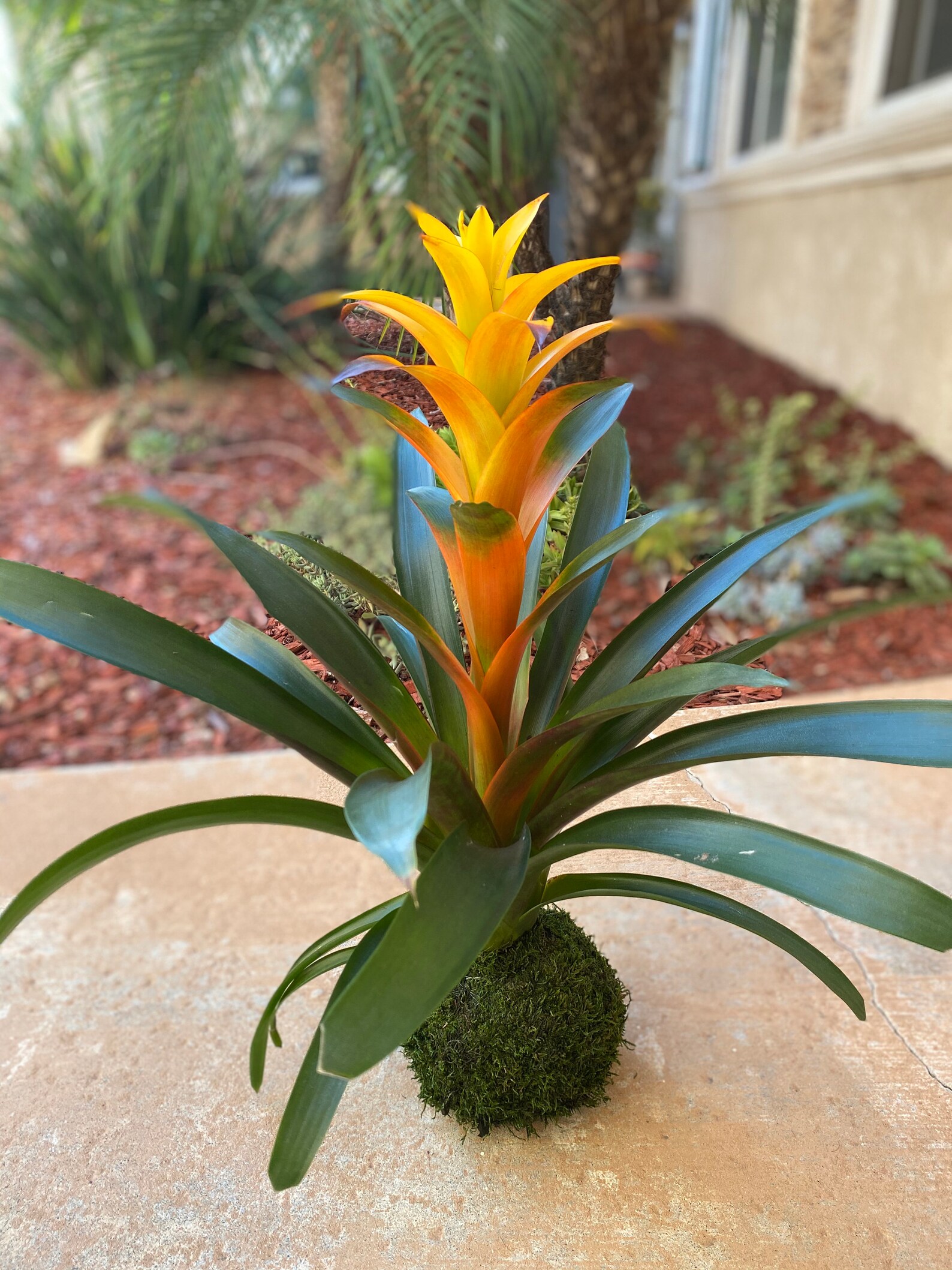 Bromeliad Kokedama Moss Ball Lovely Yellow and Orange - Etsy