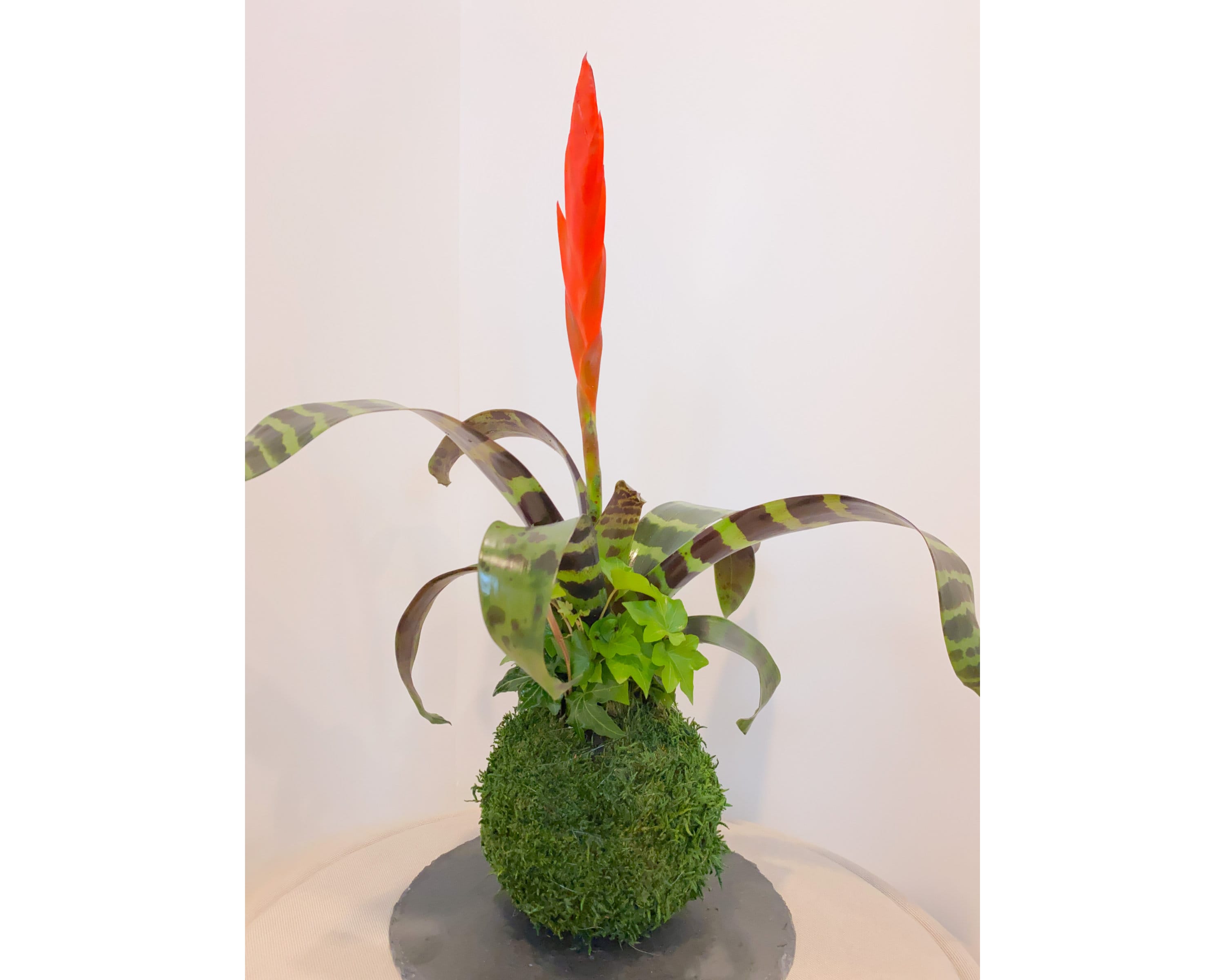 Kokedama - Moss Ball With Exotic Bromeliad Vriesea With Ivy Arrangement ...