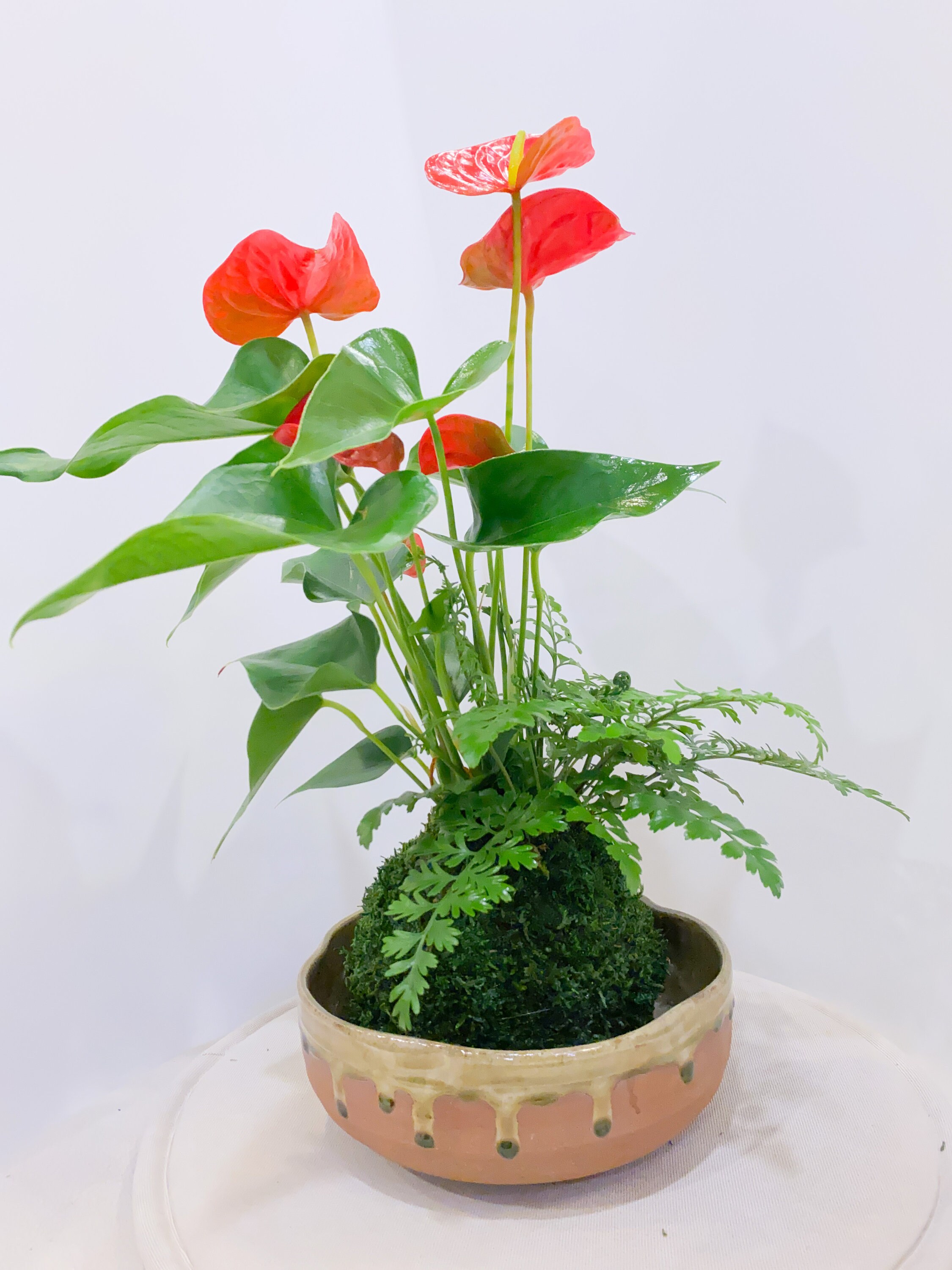Volcano Plants Anthurium