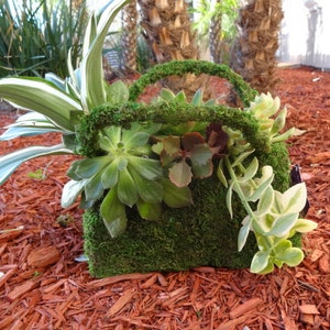 Deco Purse Fresh Green Moss Basket Create Your Own Moss Basket Garden ...