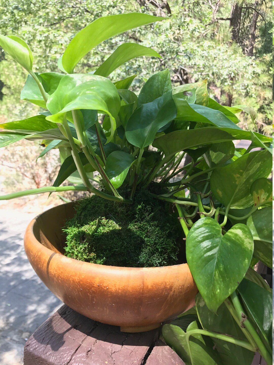Large Devil's Ivy (pathos) Kokedama-feel the Forest Feeling in Your ...