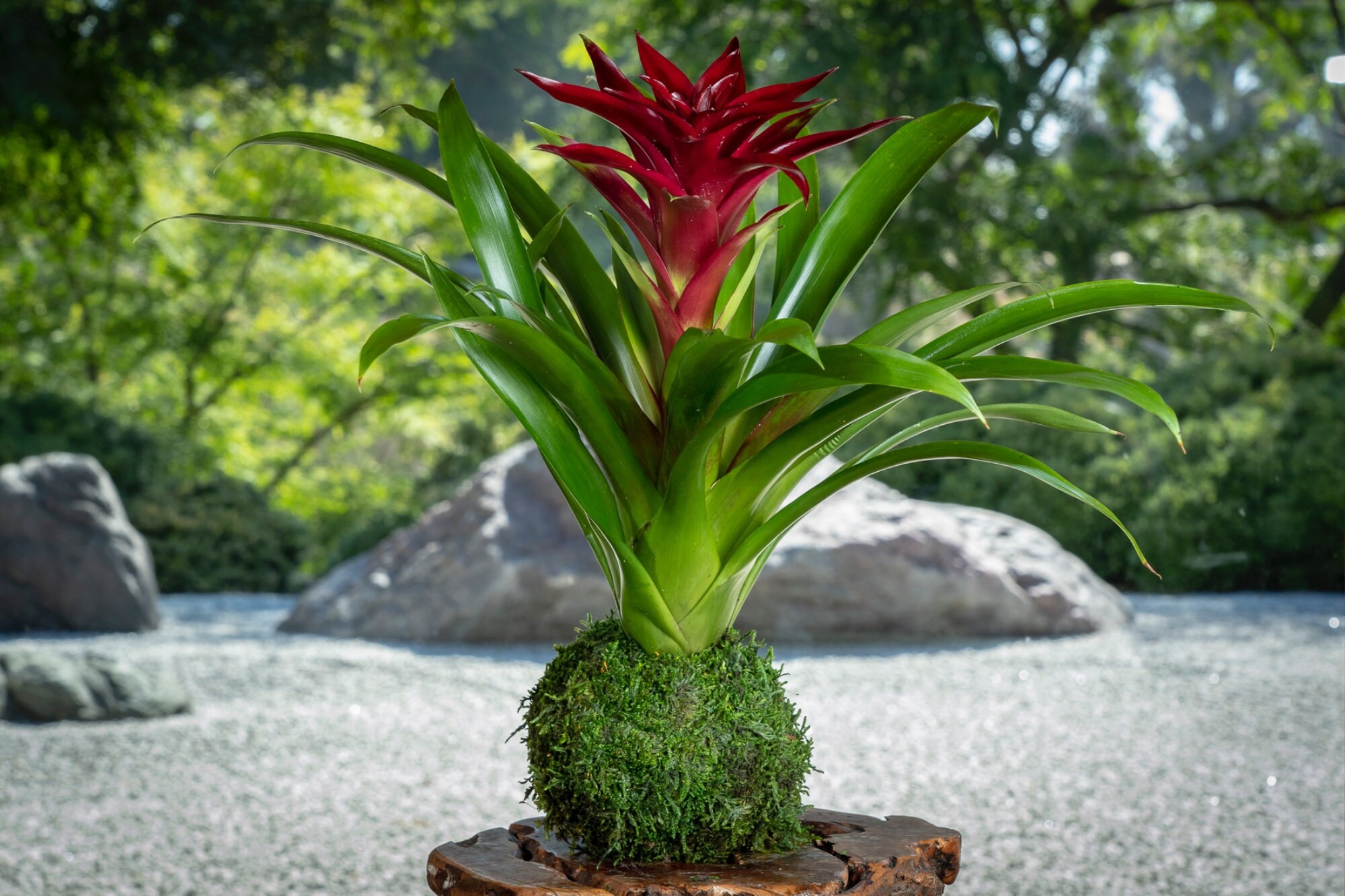 Lovely Burgundy Colored Bromeliad Kokedama - Moss Ball, Japanese Indoor ...