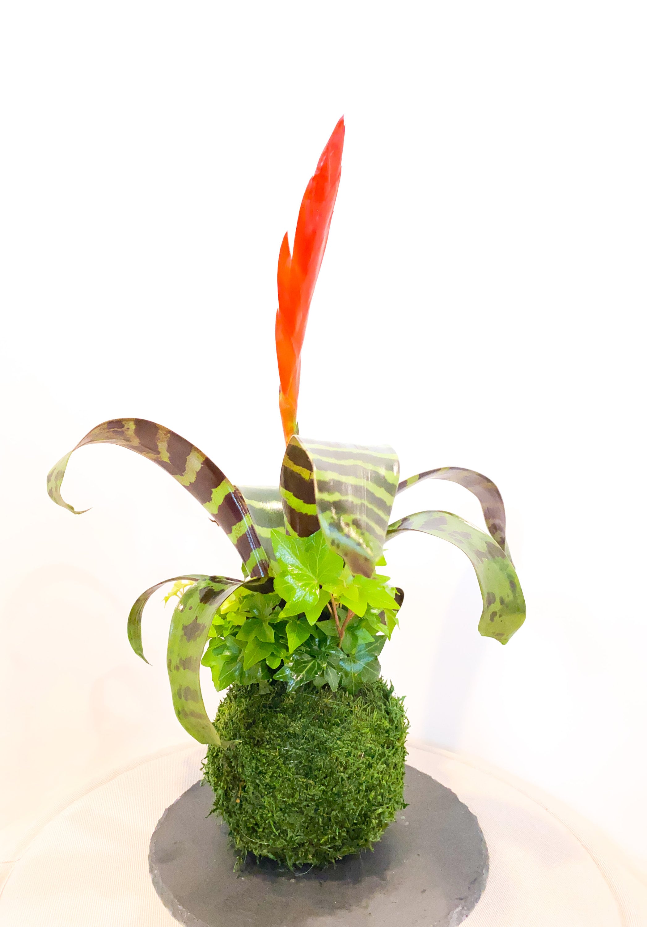 Kokedama - Moss Ball With Exotic Bromeliad Vriesea With Ivy Arrangement ...
