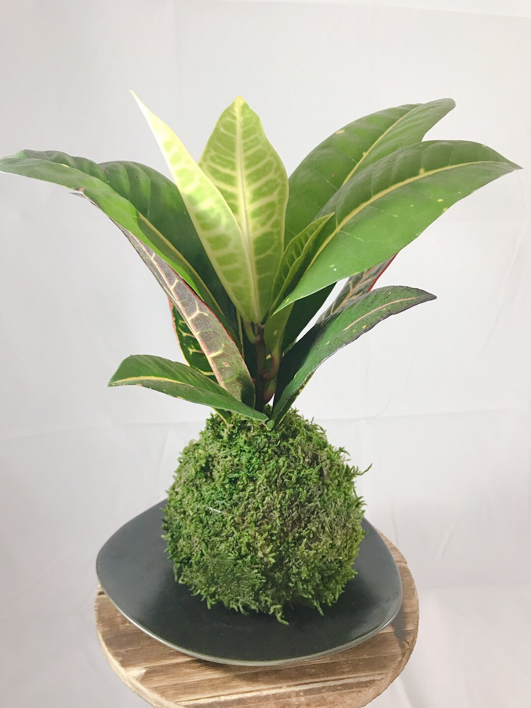 Croton Petra Kokedama Moss Ball With Colorful Croton Petra. - Etsy