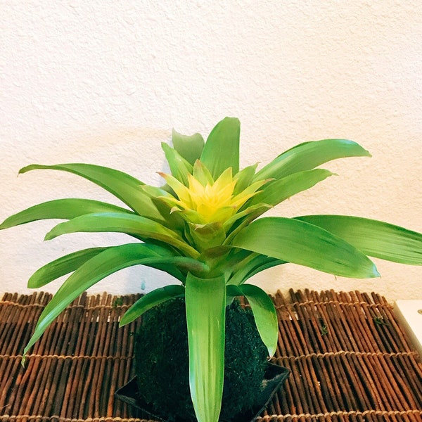 Bromeliad - Etsy