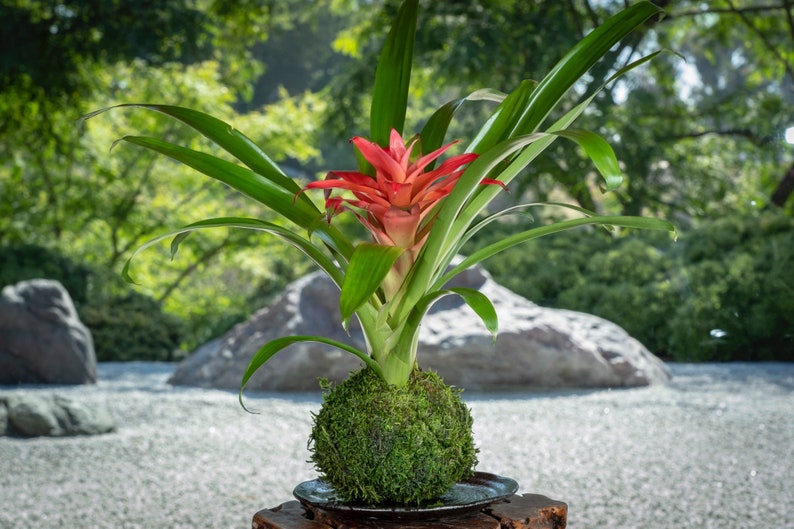 Kokedama - Moss Ball, Lovely Pink Bromeliad, Guzmania! - Etsy