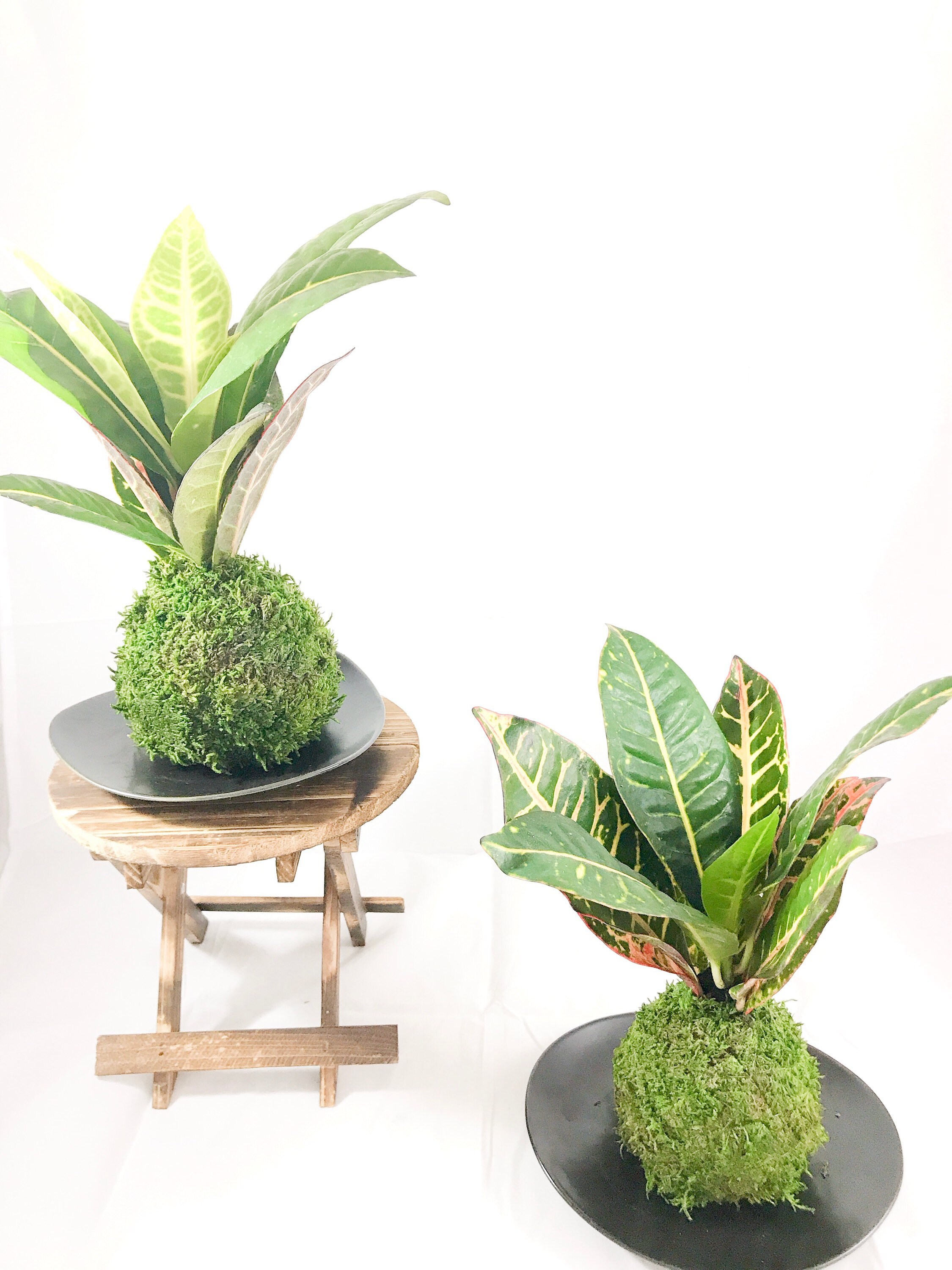 Croton Petra Kokedama - Moss Ball With Colorful Croton Petra. - Etsy
