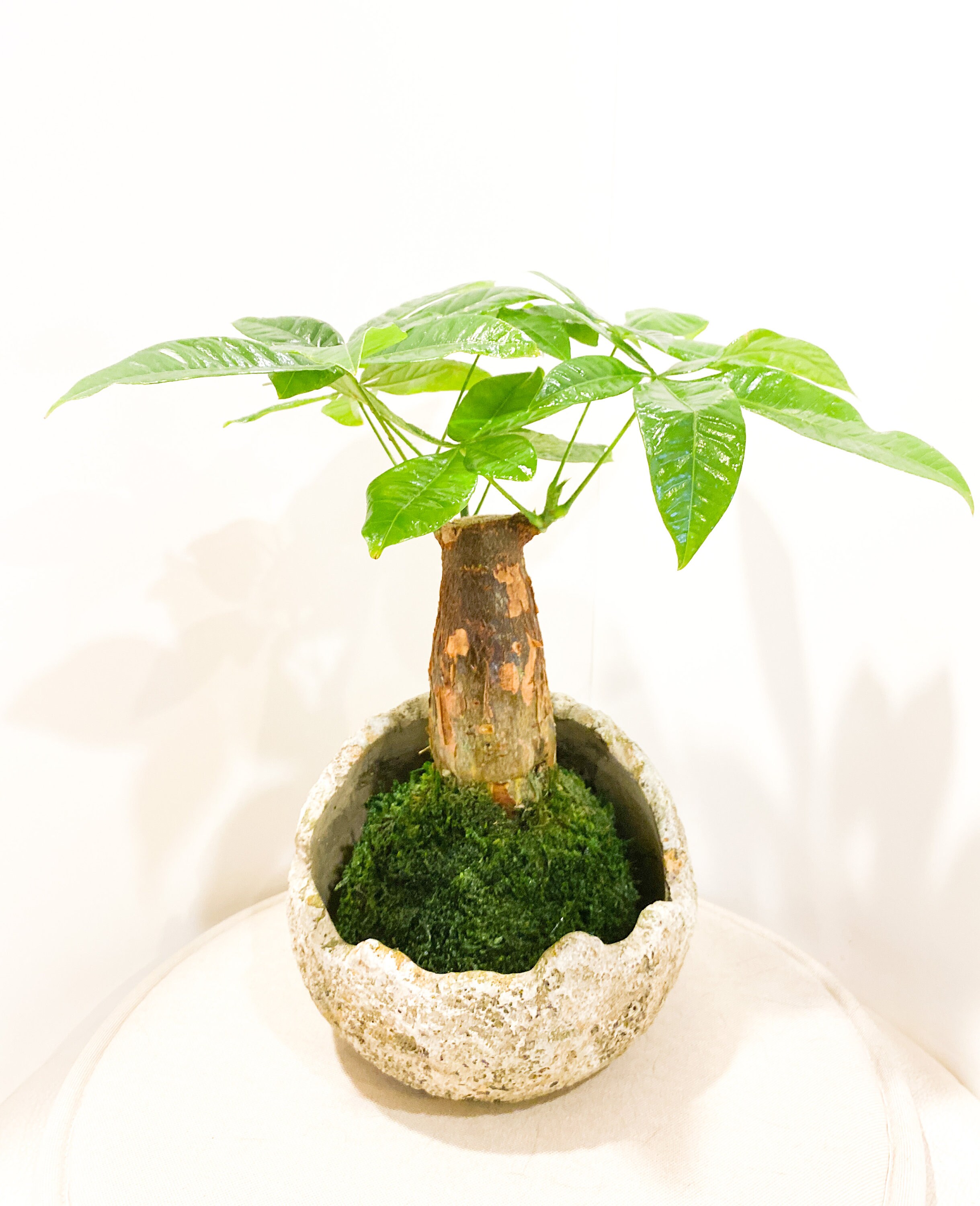 Limited!! One Trunk Money Tree, Pachira Kokedama - Moss Ball, Feng Sui ...