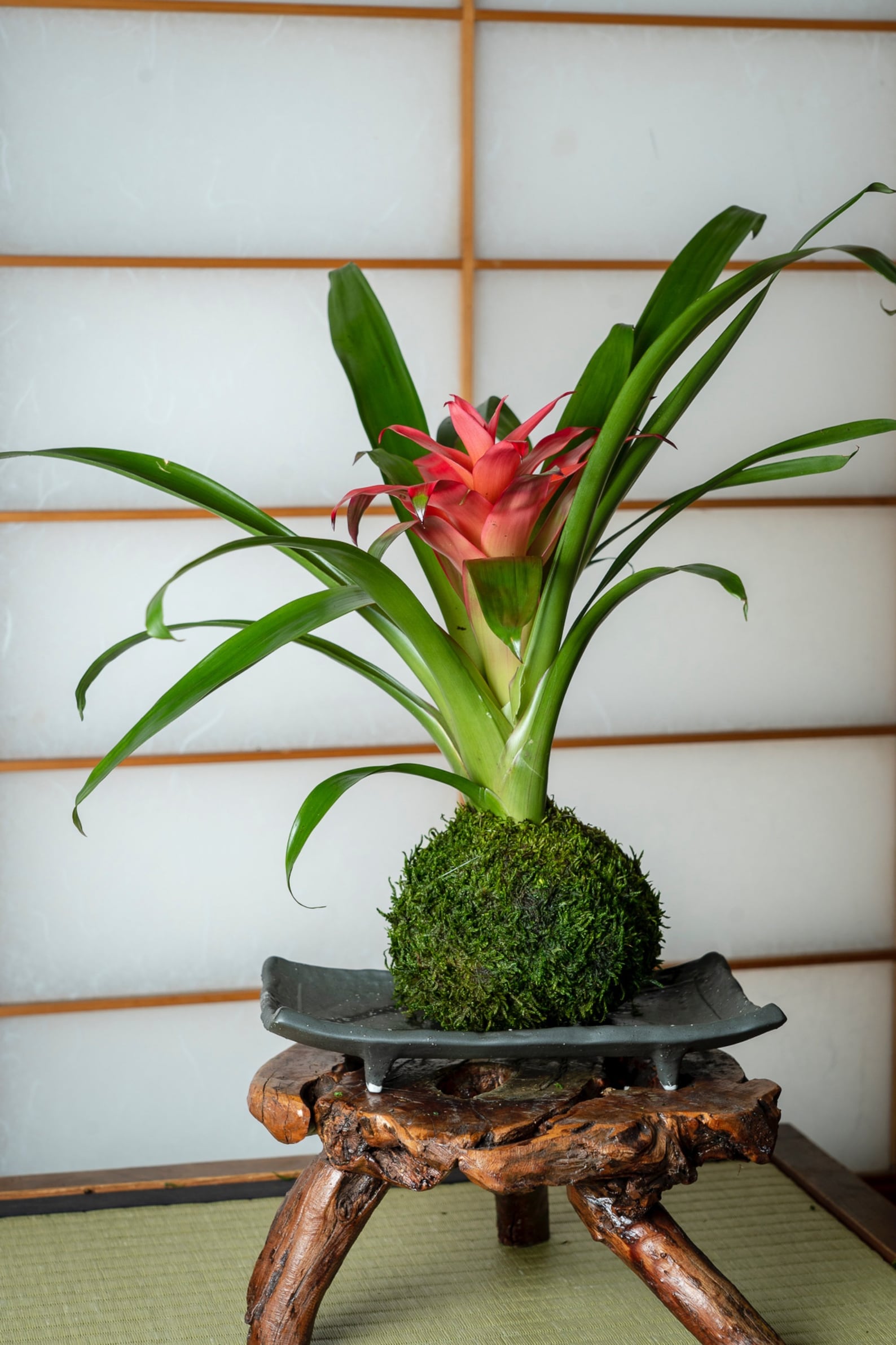 Kokedama - Moss Ball, Lovely Pink Bromeliad, Guzmania! - Etsy