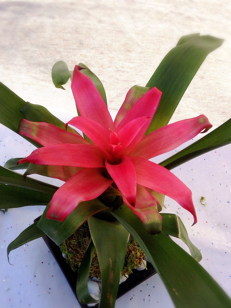 Kokedama - Moss Ball, Lovely Pink Bromeliad, Guzmania! - Etsy