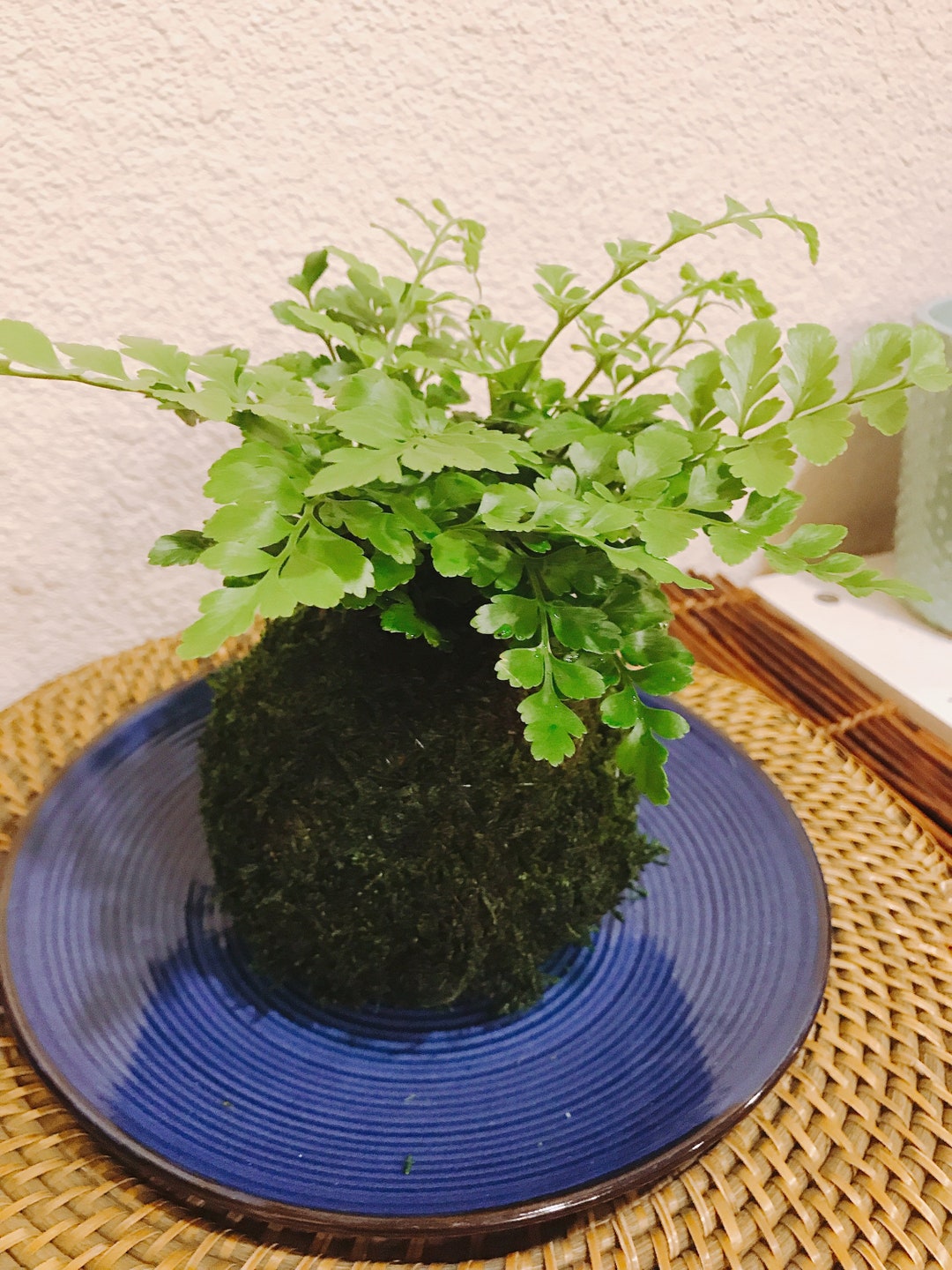 Austral Gem Fern, Kokedama for Ecoqube - Moss Ball, Beautiful Live ...