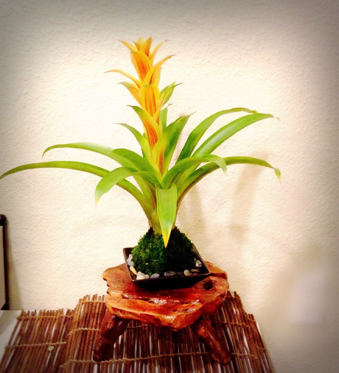 Bromeliad Kokedama Moss Ball Lovely Yellow and Orange - Etsy