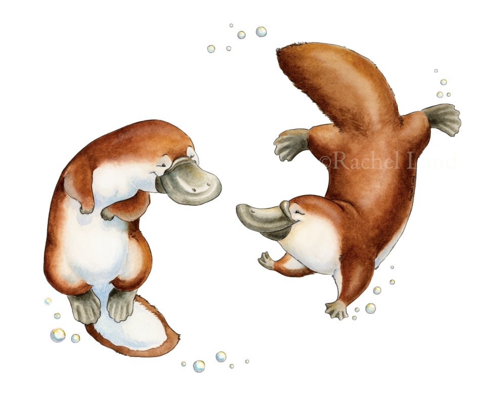 Platypus Love, Platypus Art, Platypus Watercolor, Australian Animal ...