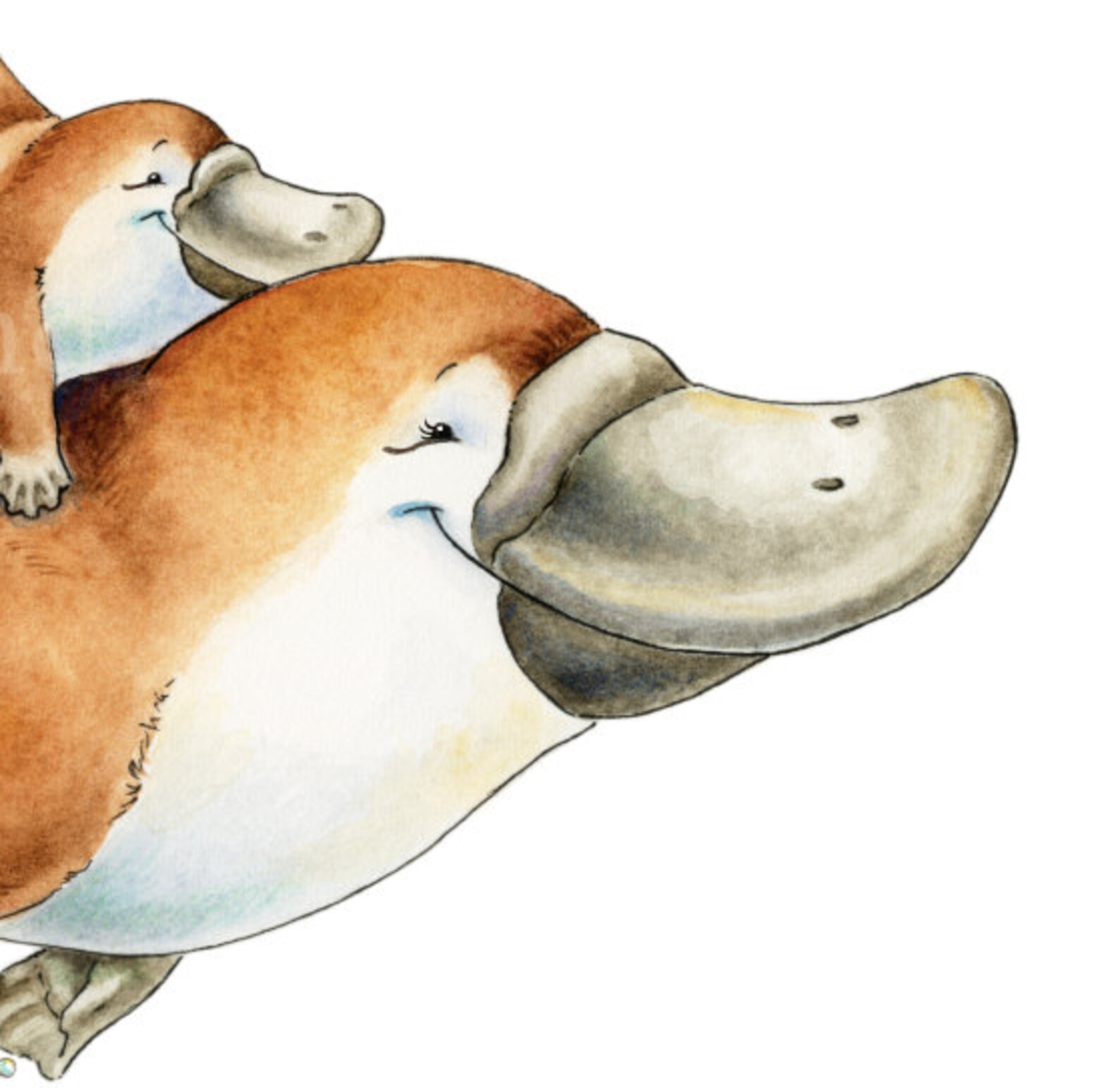 Platypus Art Platypus Watercolor Platypus Baby Australian | Etsy Australia