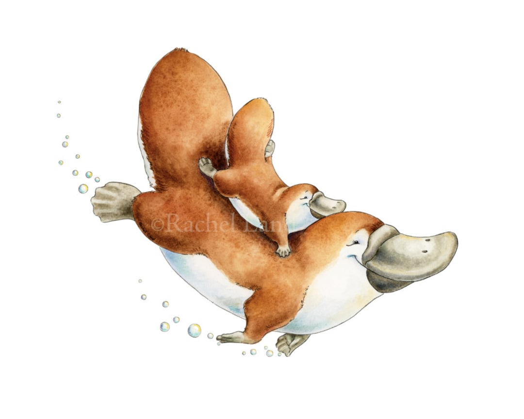 Platypus Art, Platypus Watercolor, Platypus Baby, Australian Animal ...