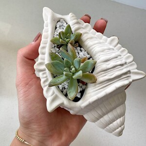 Neutral White Model Shell Planter Pot | Shell Planter | Planter | Pot ...