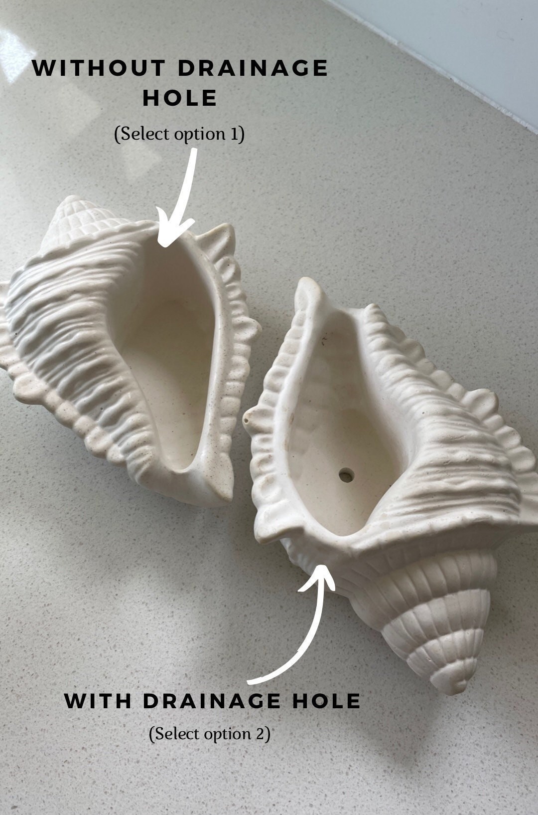 Neutral White Model Shell Planter Pot Shell Planter - Etsy