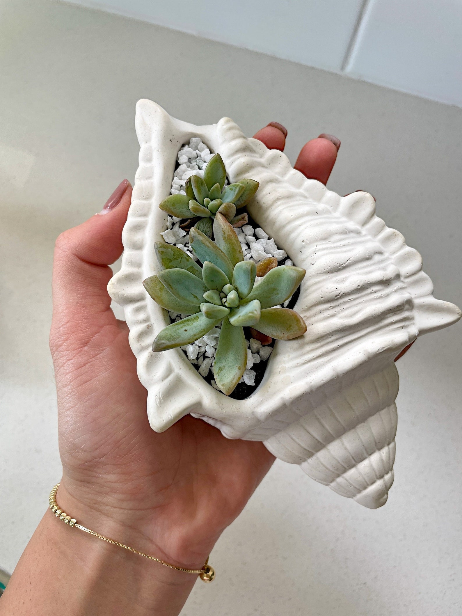Neutral White Model Shell Planter Pot | Shell Planter | Planter | Pot ...