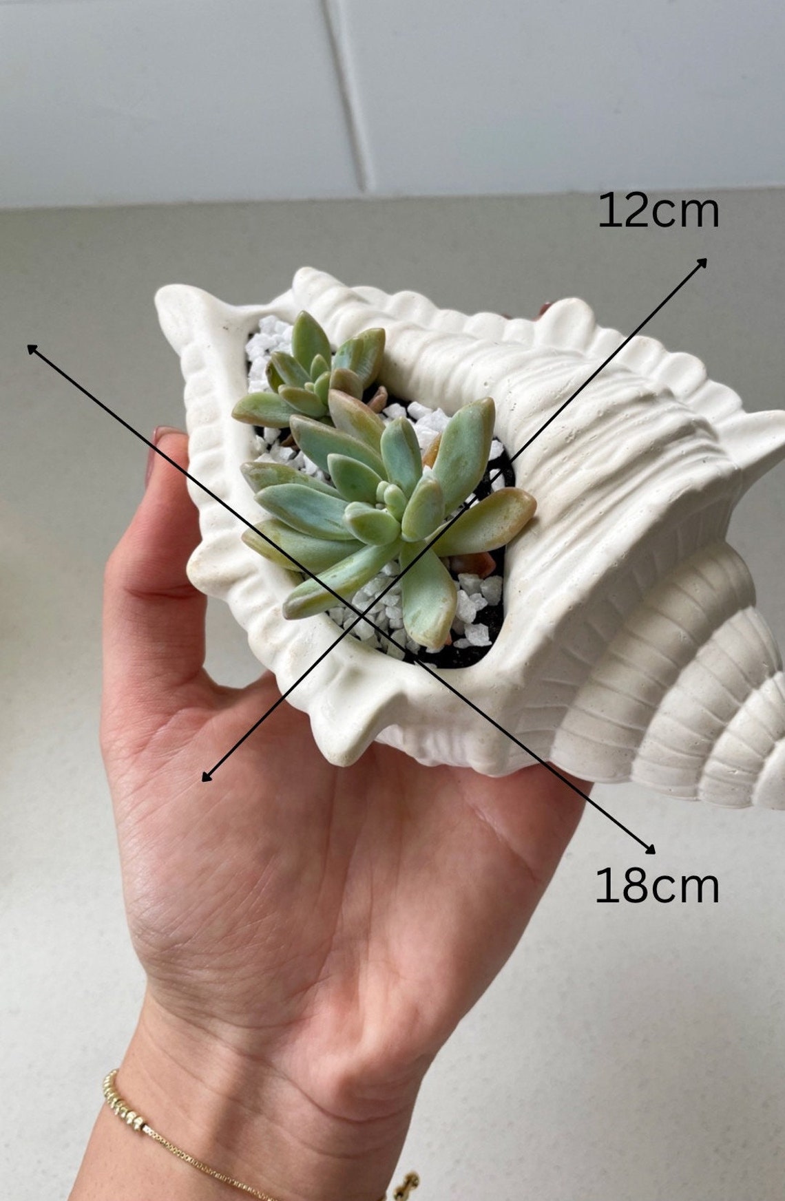 Neutral White Model Shell Planter Pot | Shell Planter | Planter | Pot ...