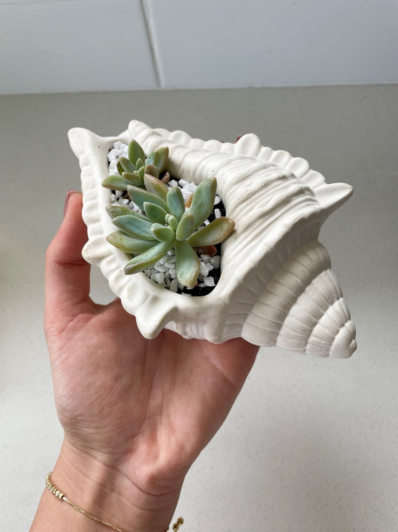 Neutral White Model Shell Planter Pot | Shell Planter | Planter | Pot ...