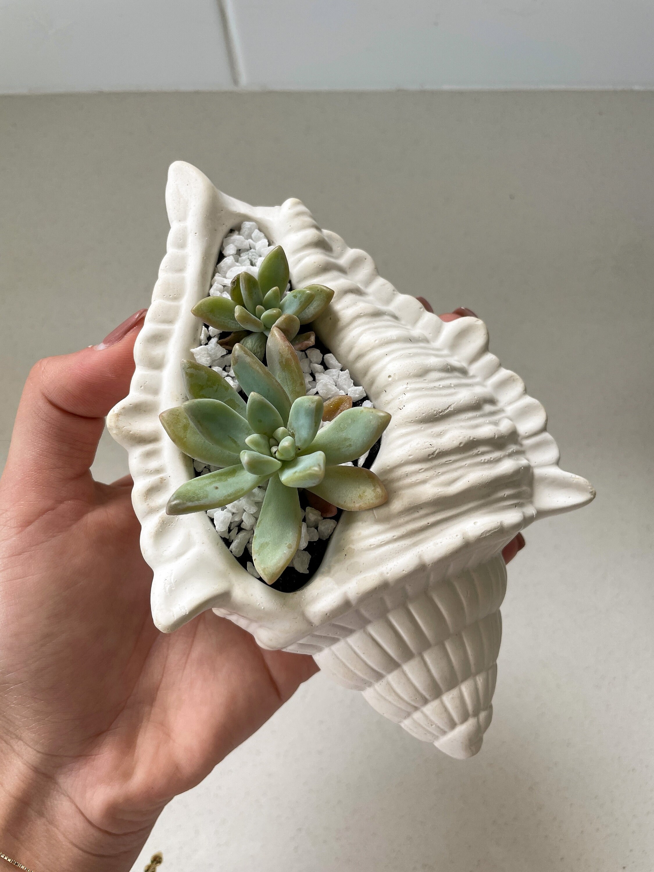 Neutral White Model Shell Planter Pot Shell Planter - Etsy
