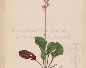 Art & Collectibles Prints Lithographs Bedroom Wall Art 1953 Wildflower ...