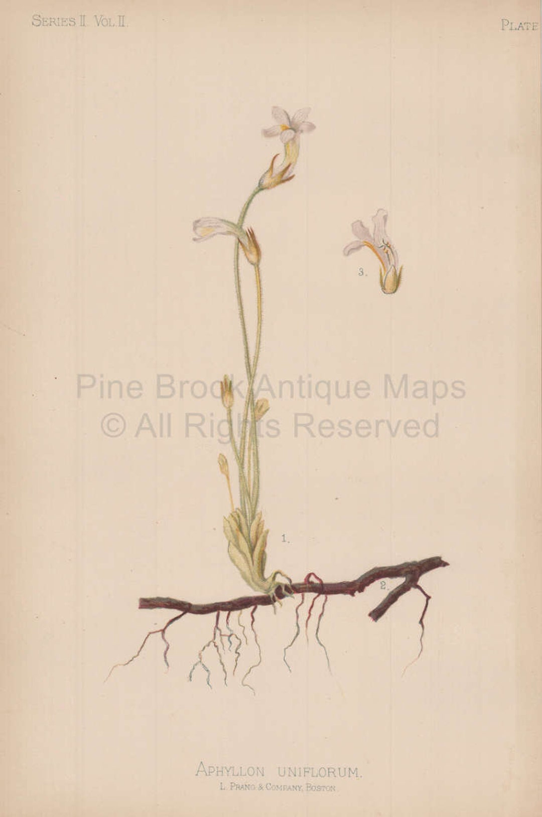 One Flowered Broom Rape Aphyllon Uniflorum Botanical Print - Etsy