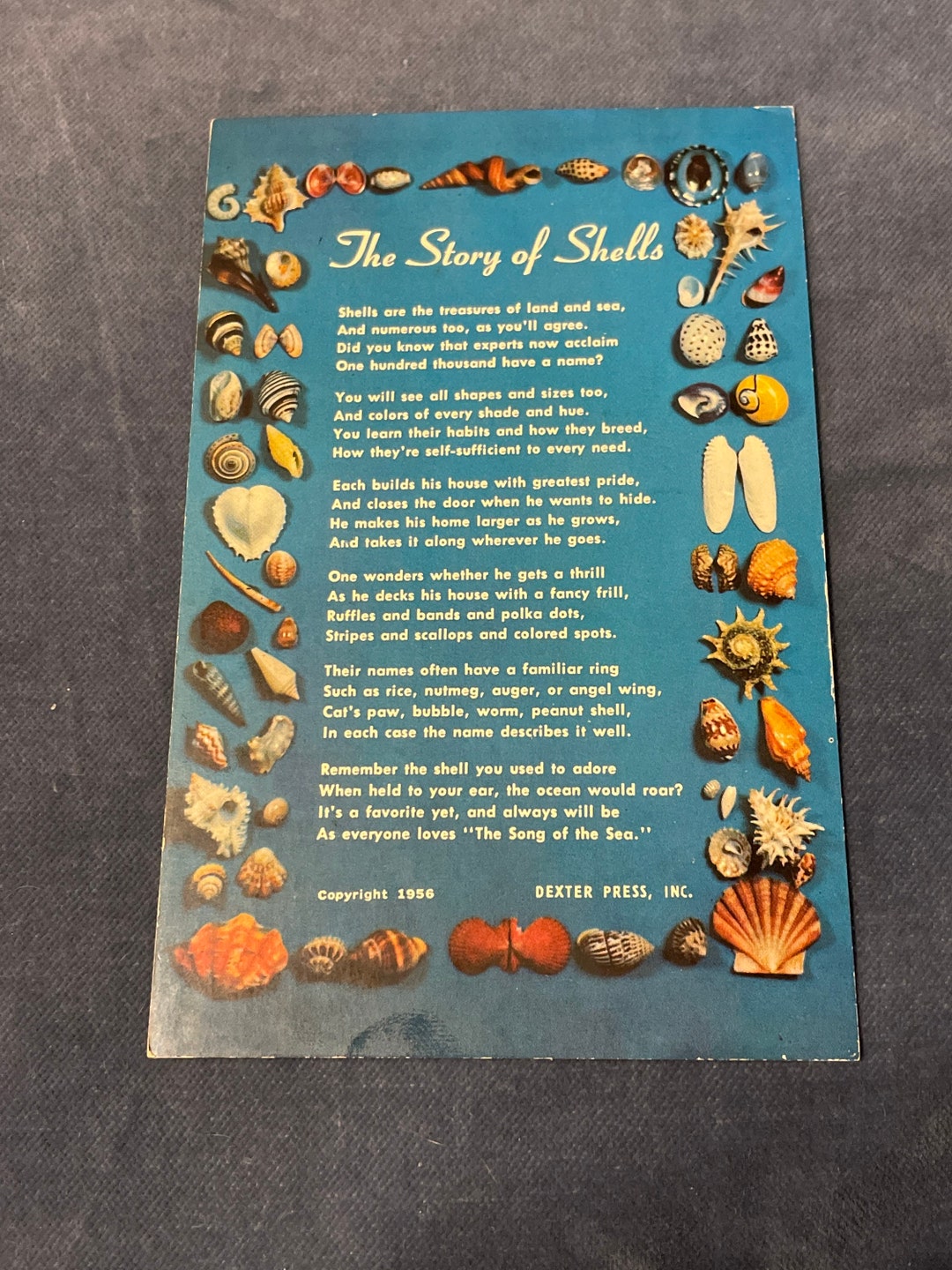 Vintage the Story of Shells Postcard - Etsy