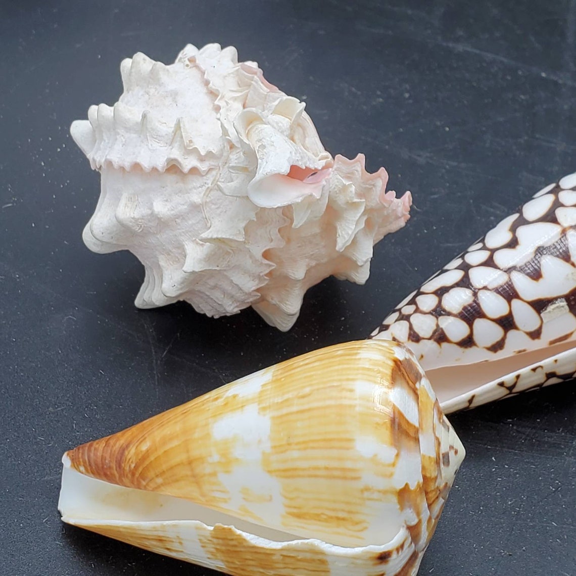 Pink Murex Seashellconus Marmoreus Seashells Marble Cone - Etsy