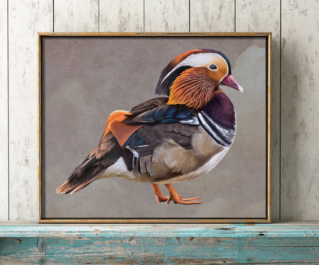 Mandarin Duck Print - Wildlife Portrait - Digital Illustration ...