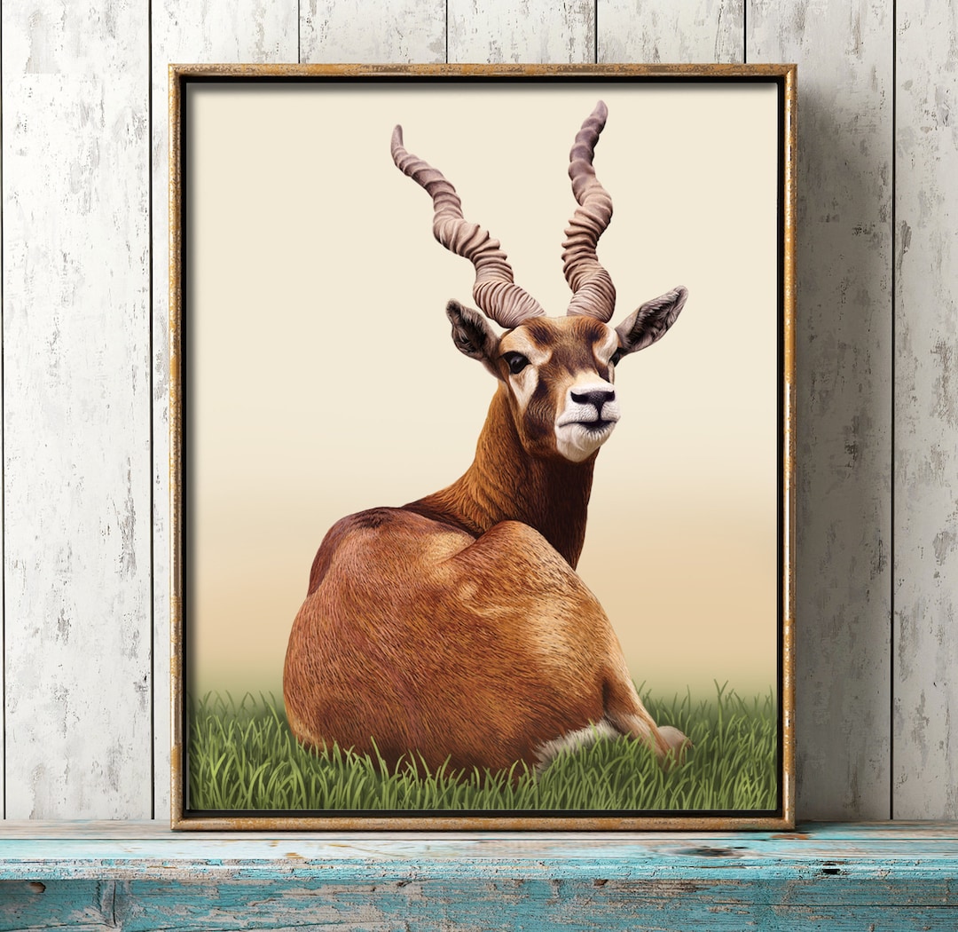 Antelope Art Print - 9"x12" - Digital Illustration Photographic Inkjet ...