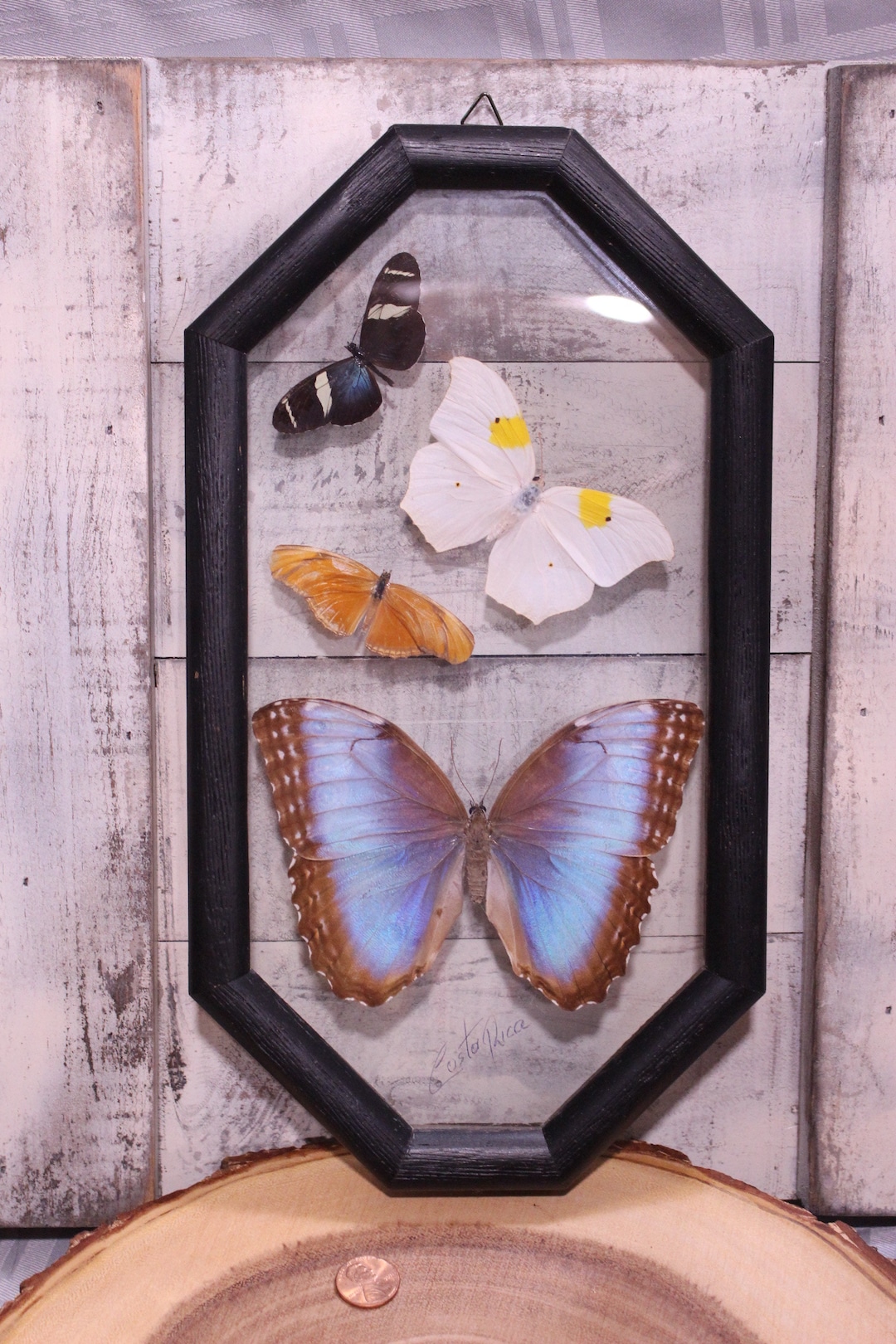 Vintage Butterflies Under Glass From Costa Rica, Wall Art - Etsy