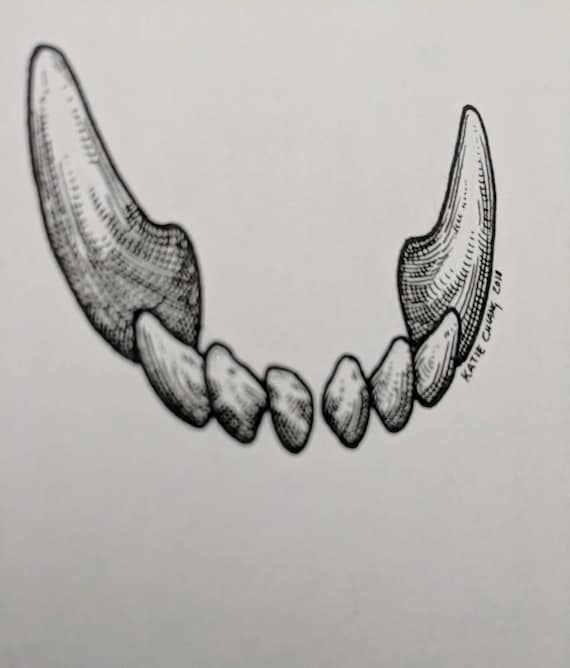 Smile Teeth Drawing