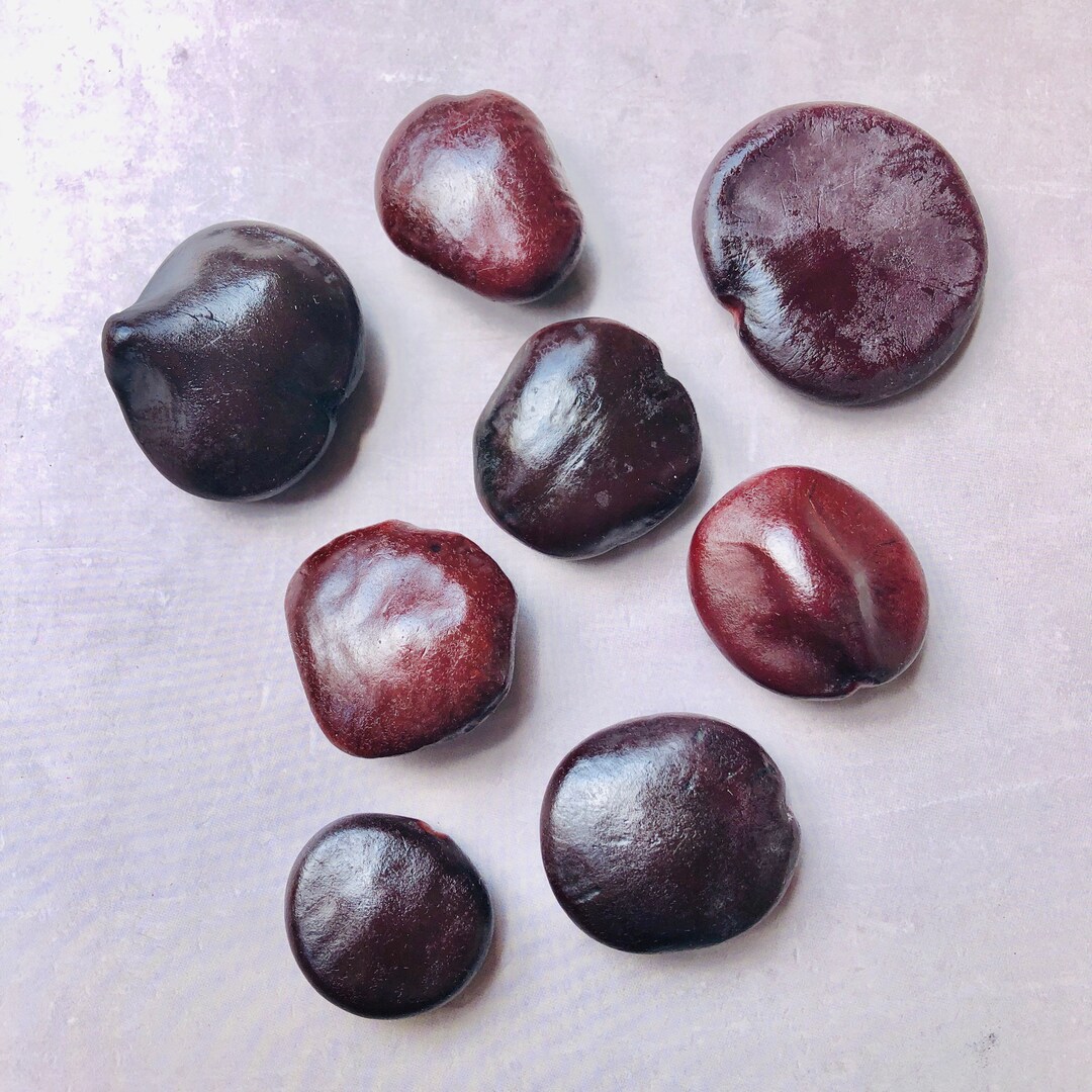 Irregular Bahamian Sea Beans, Craft & Display, Beach Seeds - Etsy