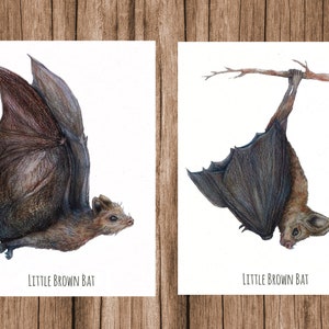Watercolor Bats Set of 3 Forest Creature Prints - 2 Little Brown Bats 1 ...
