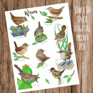 Wren Pngs Bird Printable Set of 2 Digital Download Wren Nature Prints ...