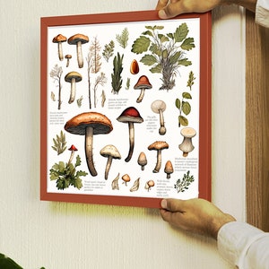 Forest Mushroom Pngs Set of 5 Mushroom Illustration Printables 12x12 ...