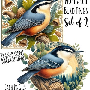 Nuthatch Bird Pngs Set of Two Nuthatch Designs Sub Art Bird Printable ...