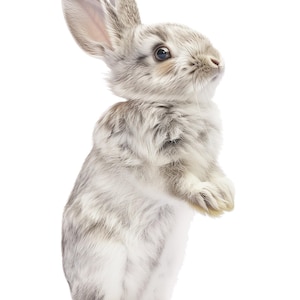 Bunny Rabbit Pngs Set of 4 Cute Bunny Prints Hi-res 4100 Pixels ...