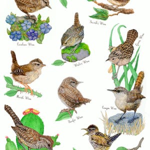 Wren Pngs Bird Printable Set of 2 Digital Download Wren Nature Prints ...