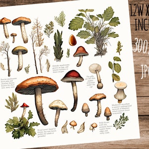 Forest Mushroom Pngs Set of 5 Mushroom Illustration Printables 12x12 ...