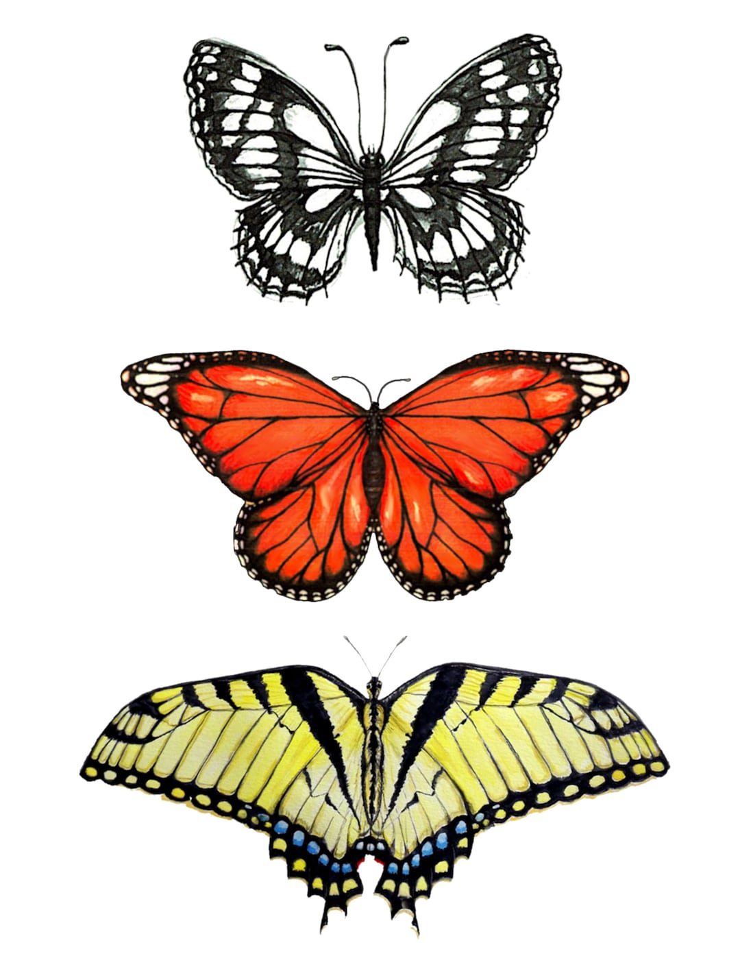 Three Butterflies Nature Illustration Insect Digital Printable PNG Art ...