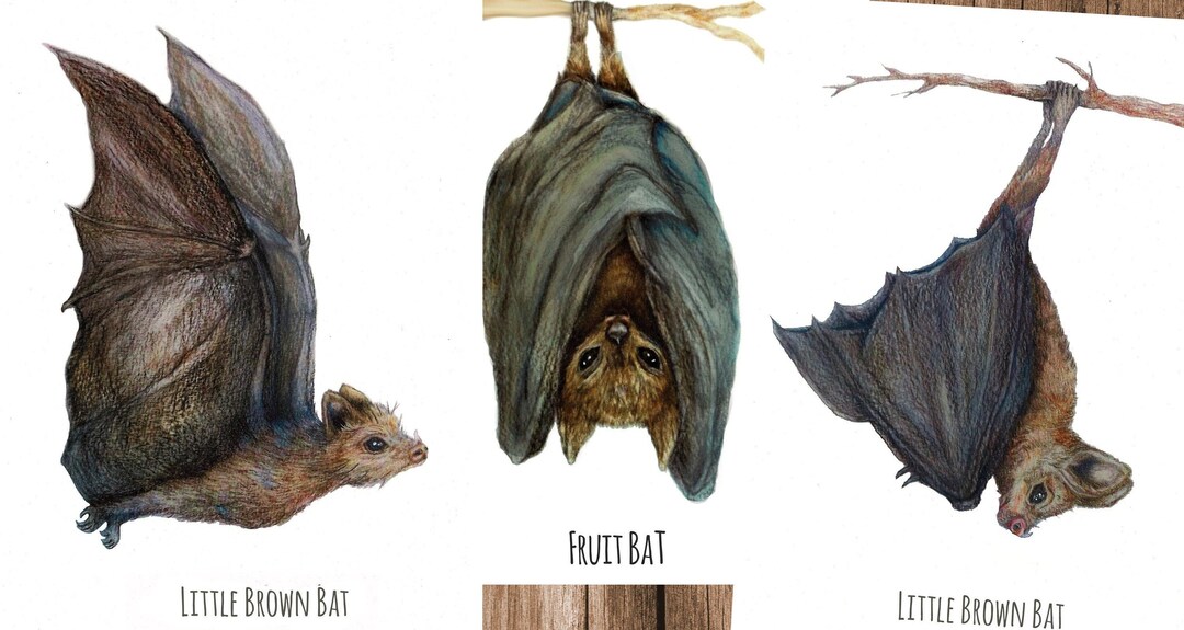 Watercolor Bats Set of 3 Forest Creature Prints - 2 Little Brown Bats 1 ...