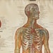 Anatomy Chart / Authentic Vintage Human Diagrams From 1949 / Anatomical ...